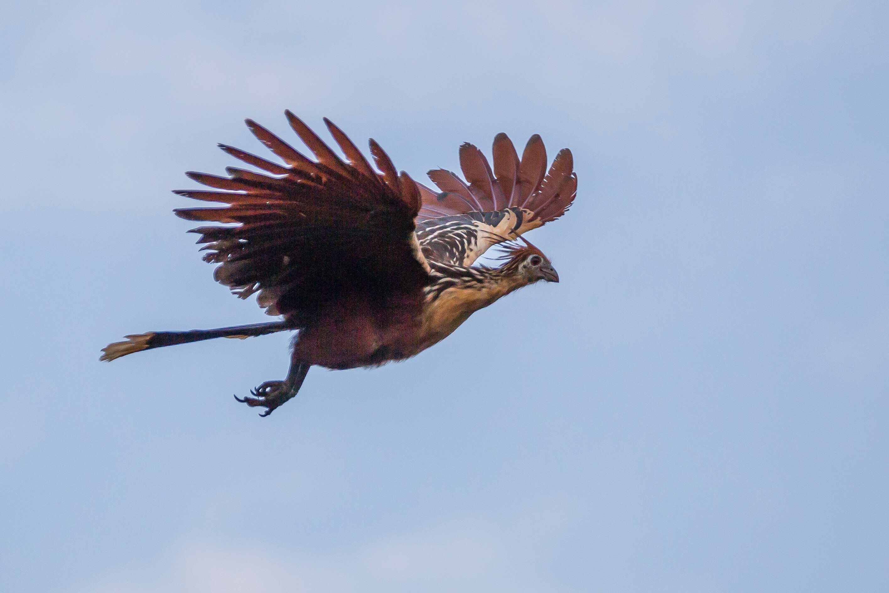 Birds of the Amazon Rainforest