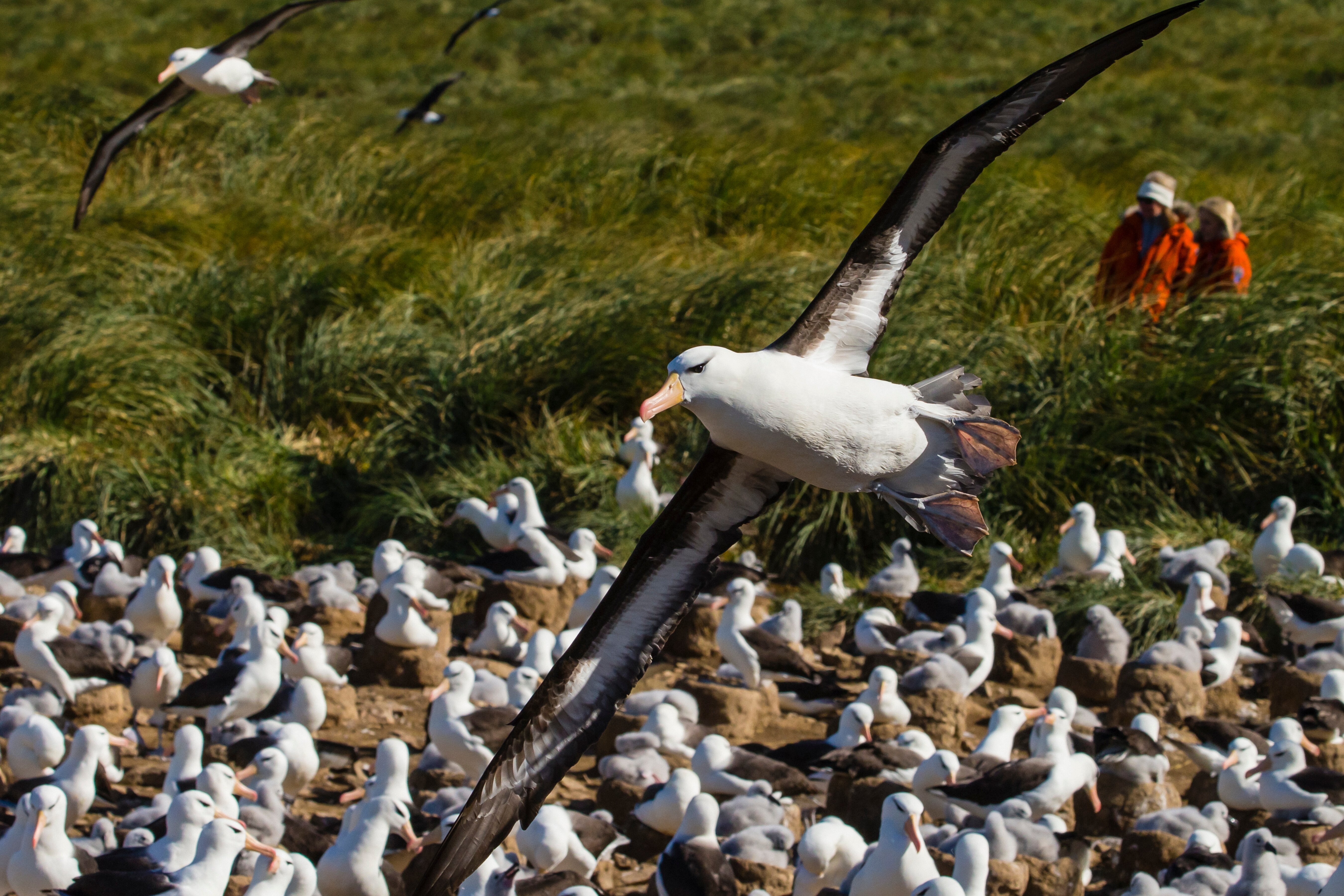Expedition Spotlight: Exploring the Falkland Islands | Lindblad Expeditions