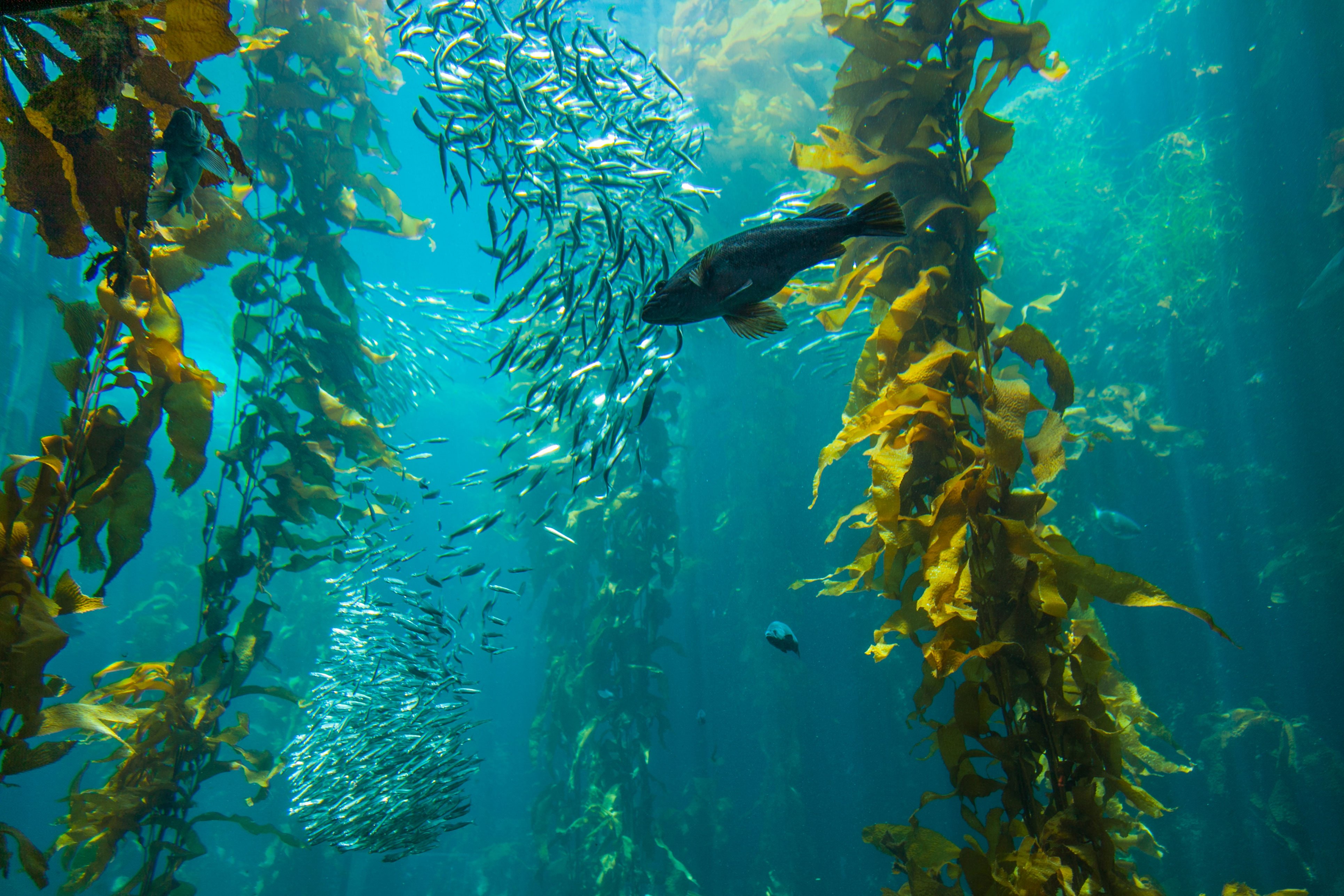 Expedition Spotlight: The Kelp Forests of the Channel Islands ...