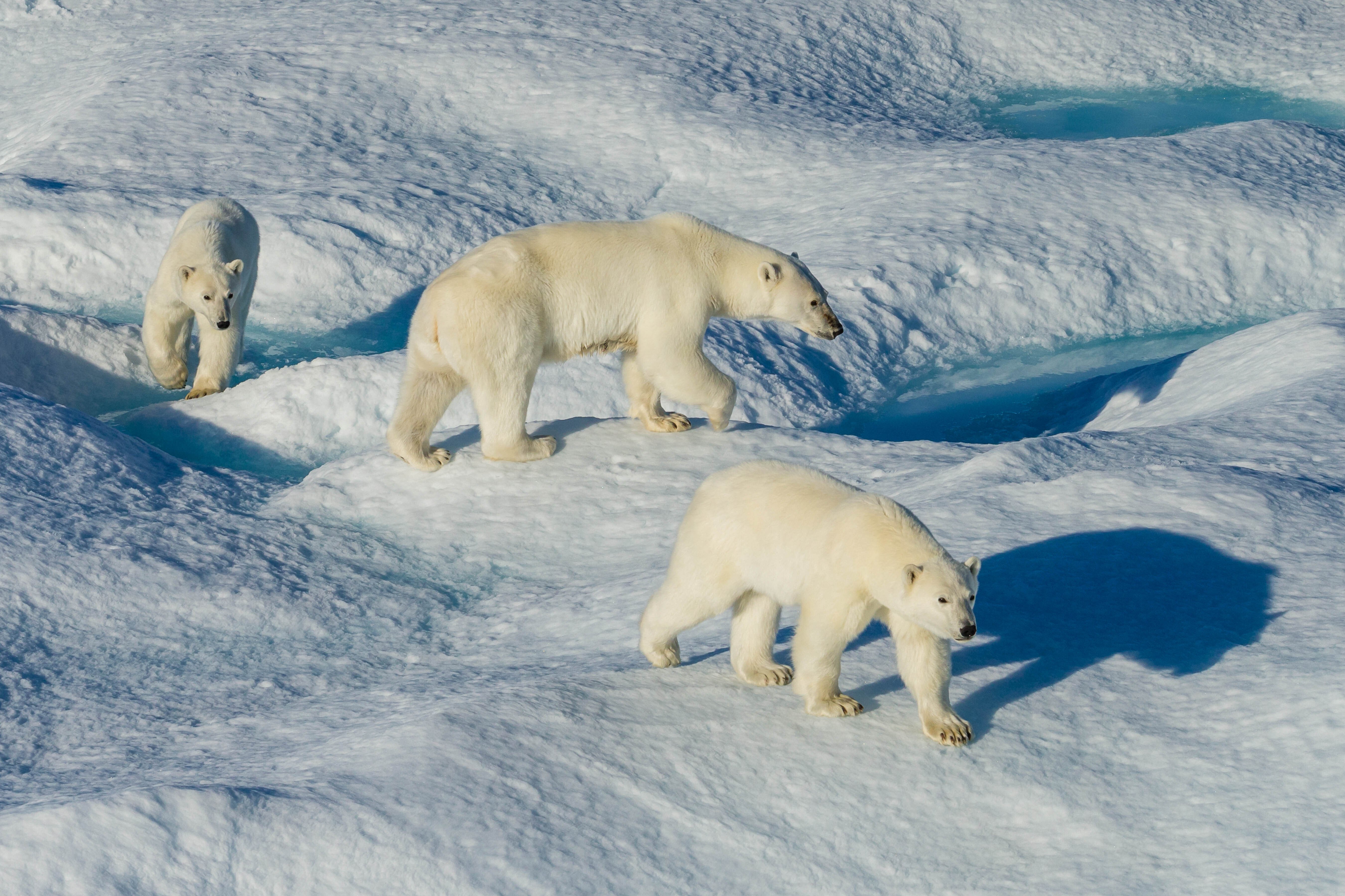 Exploring Arctic Wildlife at the Top of the World | Lindblad Expeditions