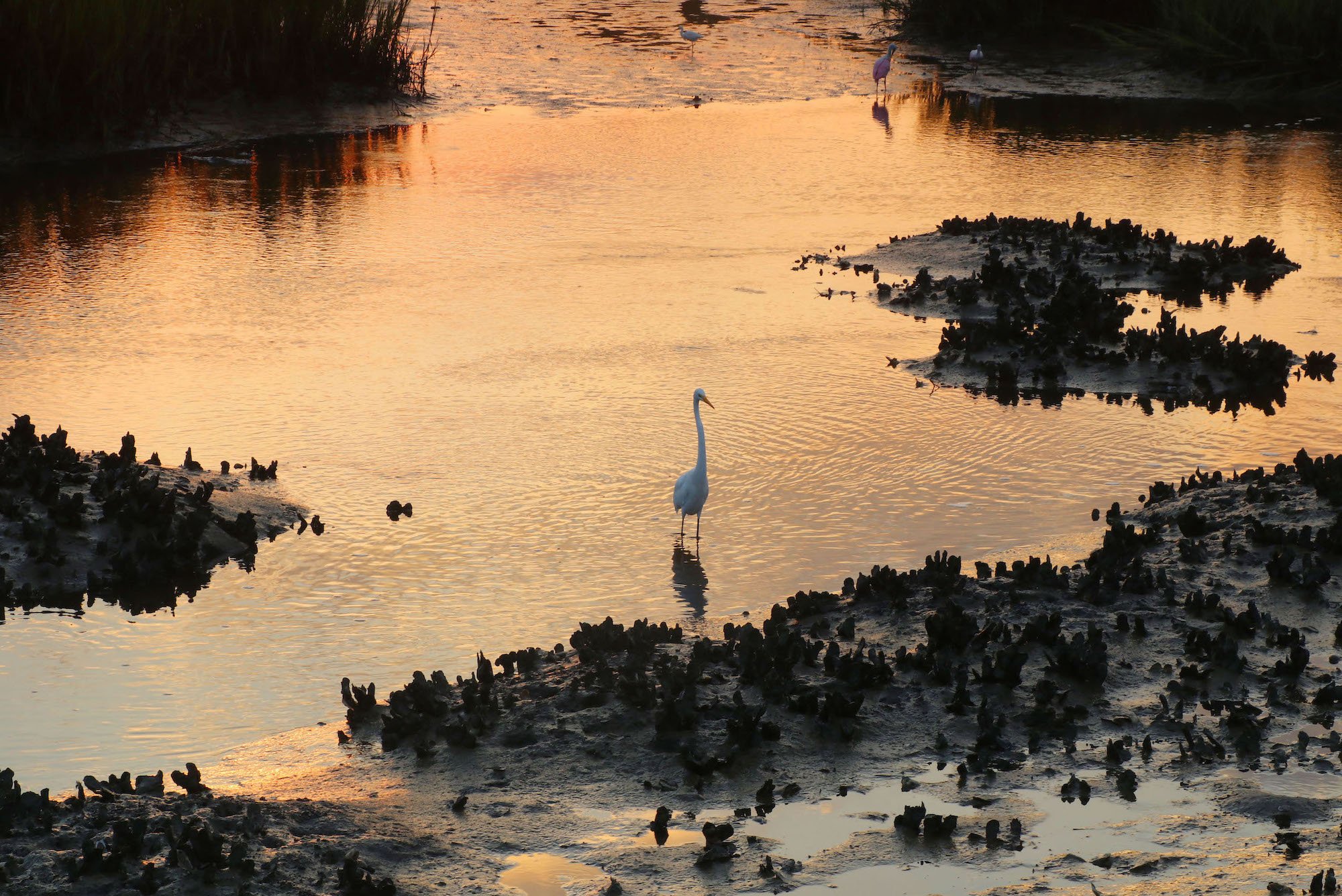 Secrets of South Carolina's Salt Marsh