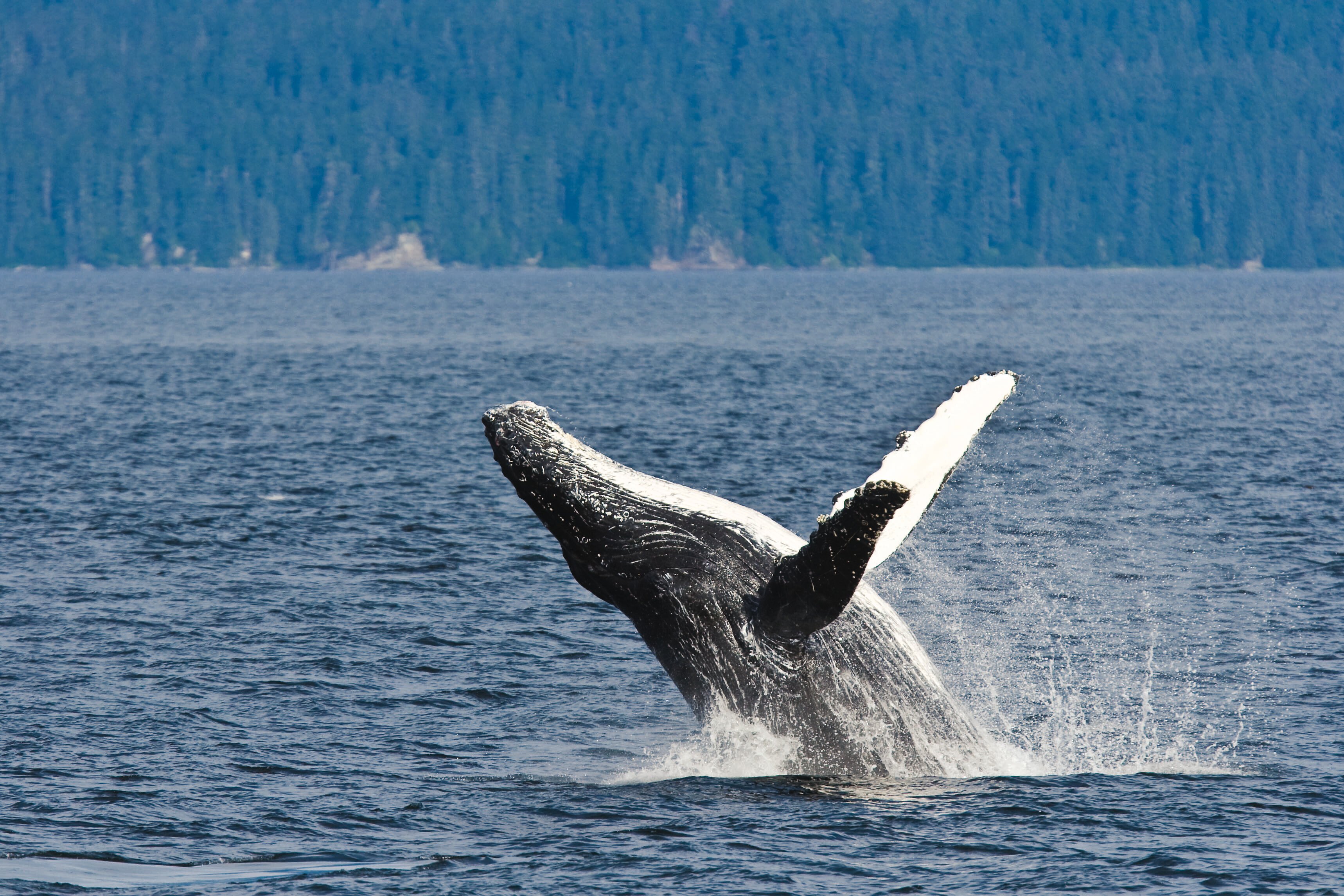 The Wonder of Whales: 10 Incredible Whale Images