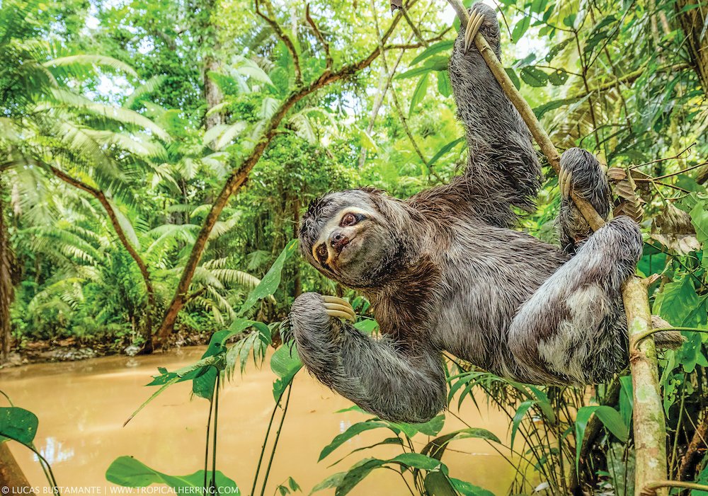 Wild Personalities: Brown-Throated Sloth | Lindblad Expeditions