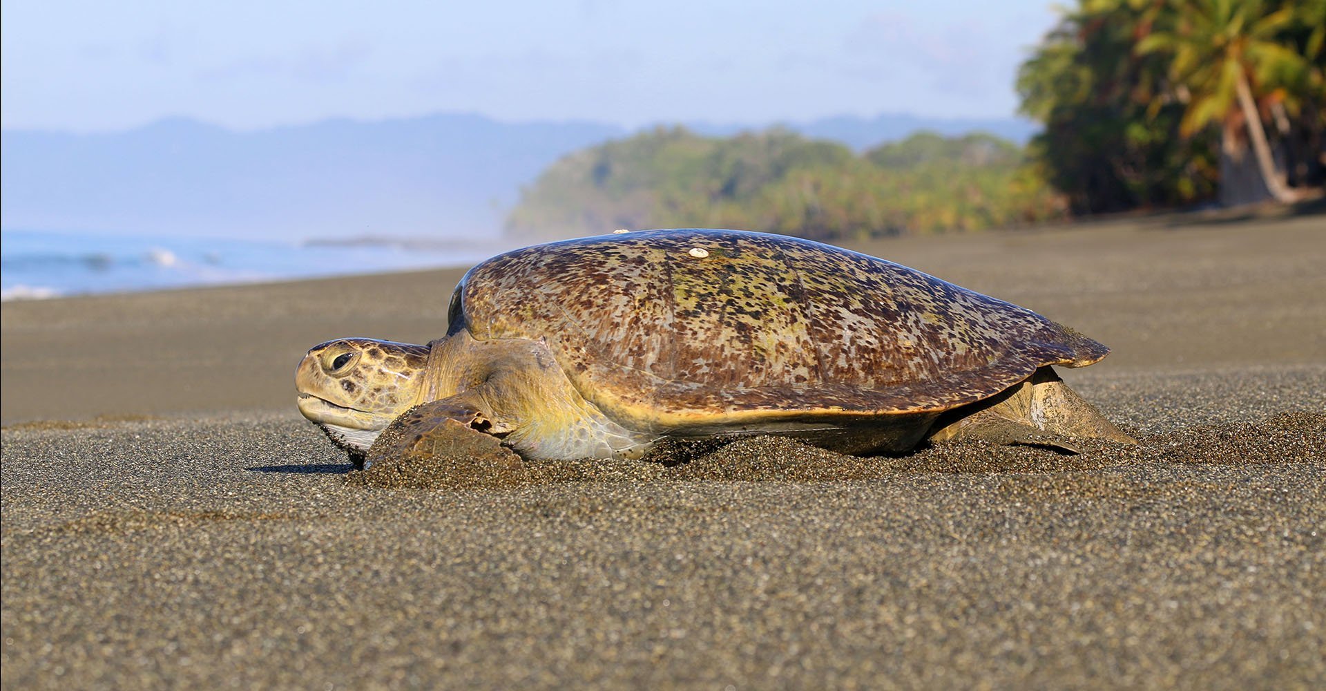Costa Rica Sea Turtle Encounter | Lindblad Expeditions