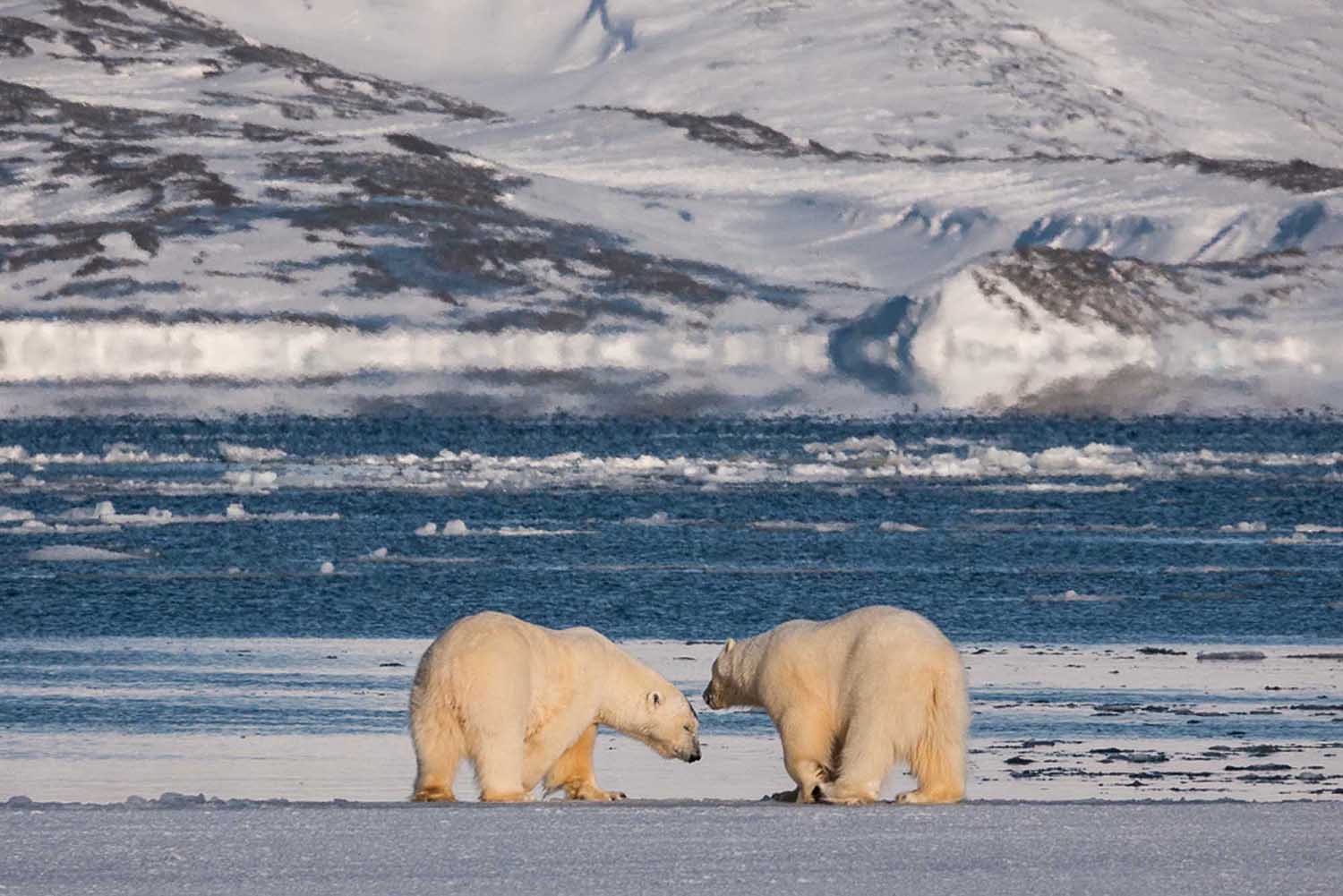 Discover Springtime in Arctic Svalbard With Lindblad Expeditions ...