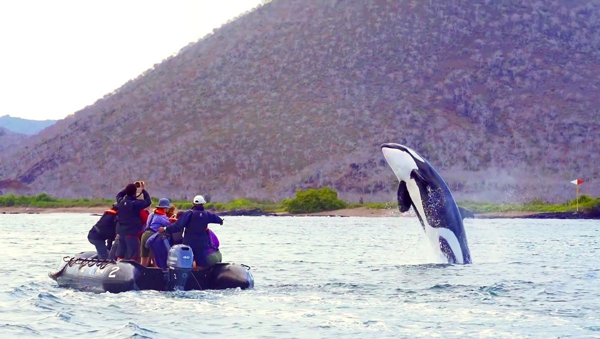 An Early Morning Orca Encounter | Lindblad Expeditions