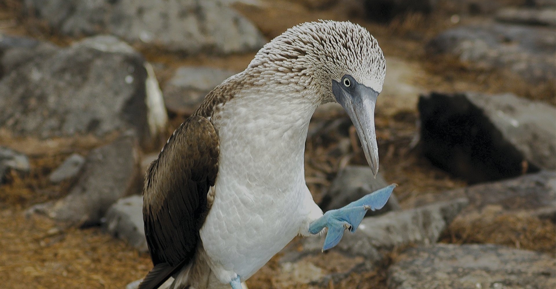 Wild Personalities: Blue-footed Booby