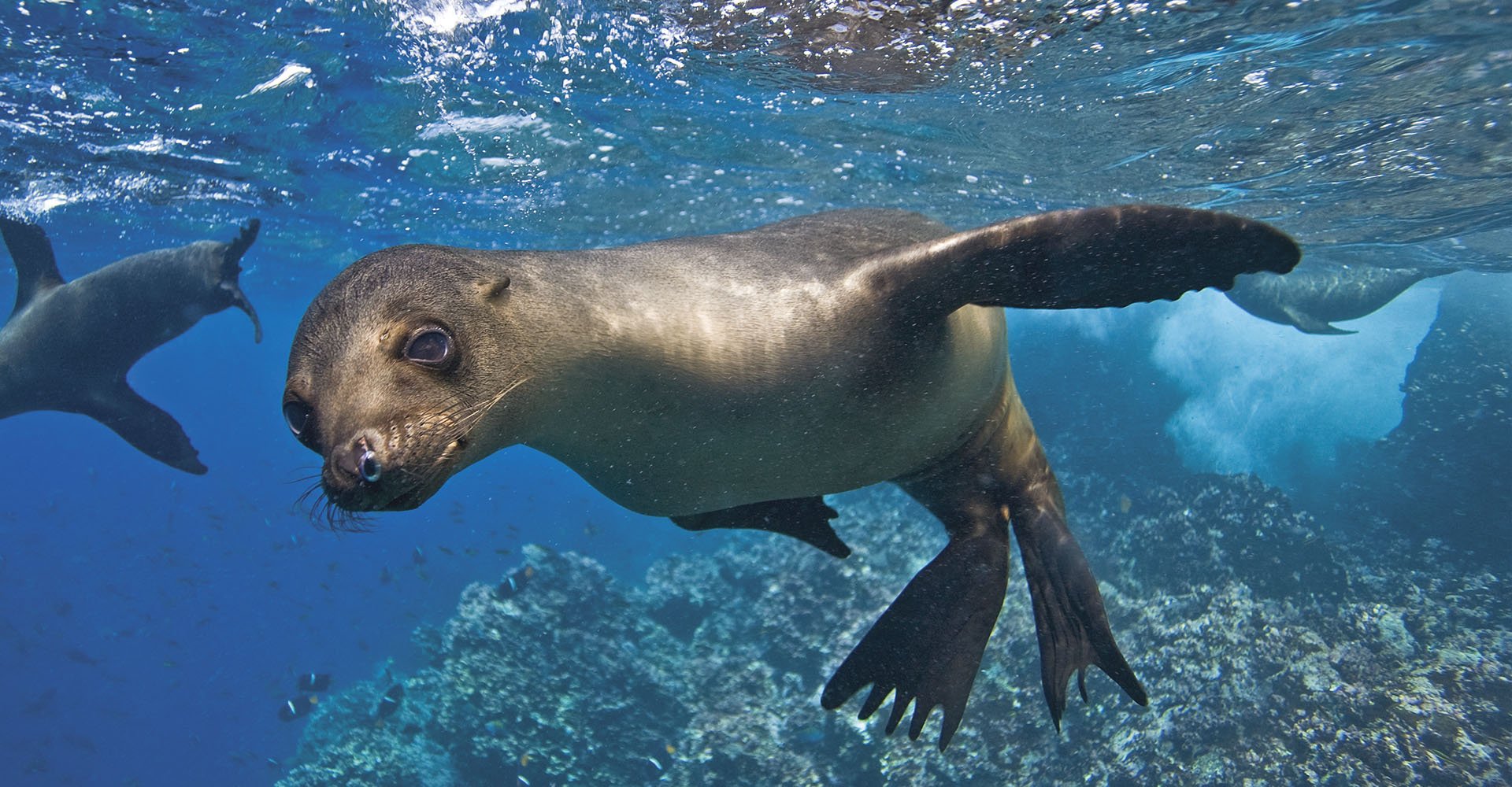 Wild Personalities: Sea Lion