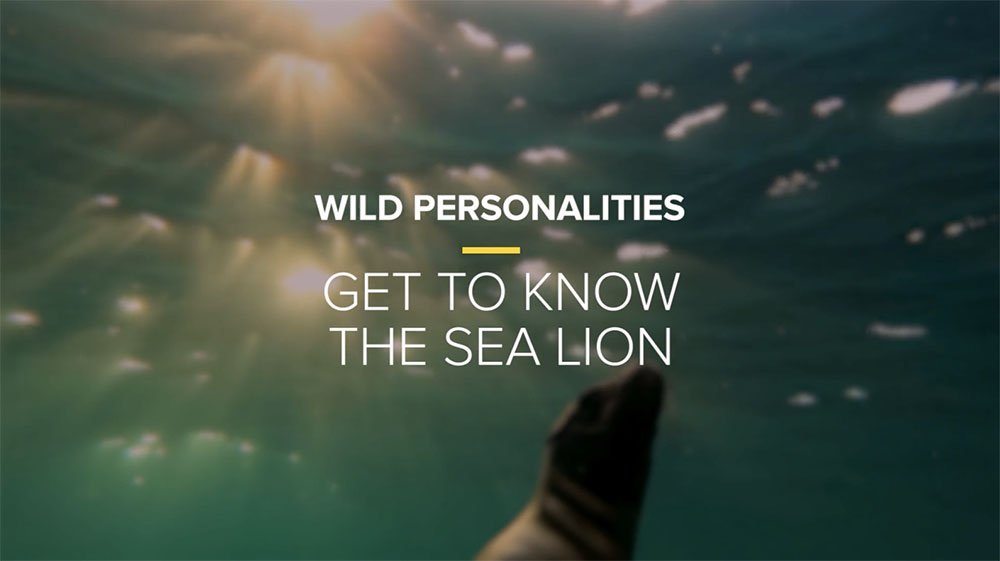 Wild Personalities: Sea Lion | Lindblad Expeditions
