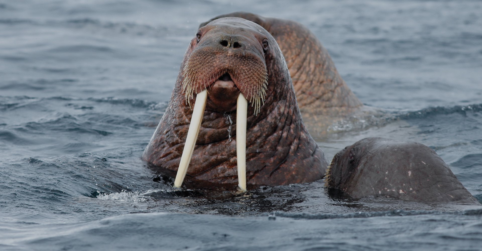 Wild Personalities: Walrus | Lindblad Expeditions