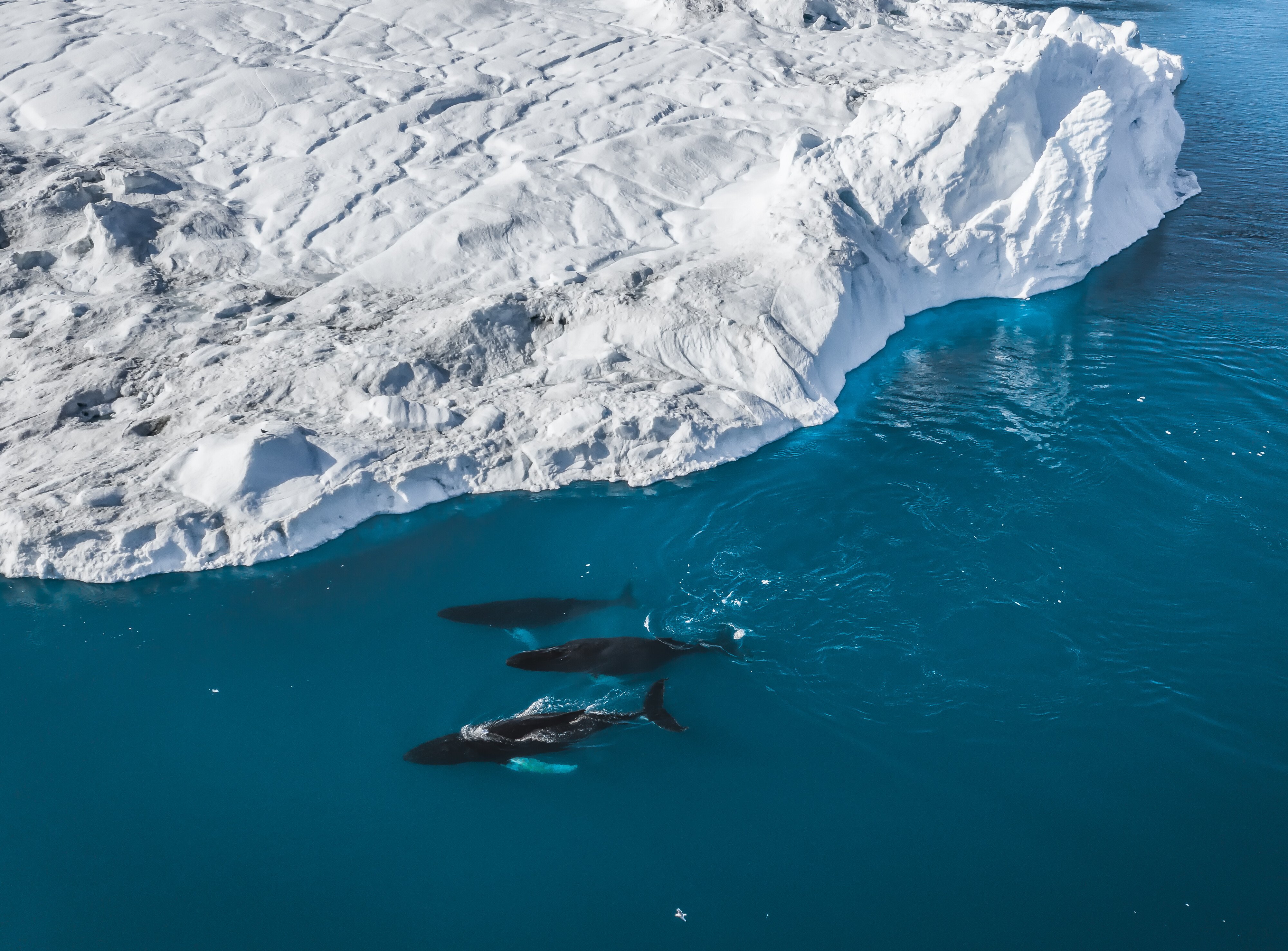 Arctic Whale Watching Cruises: Best Times & Places to See Them ...