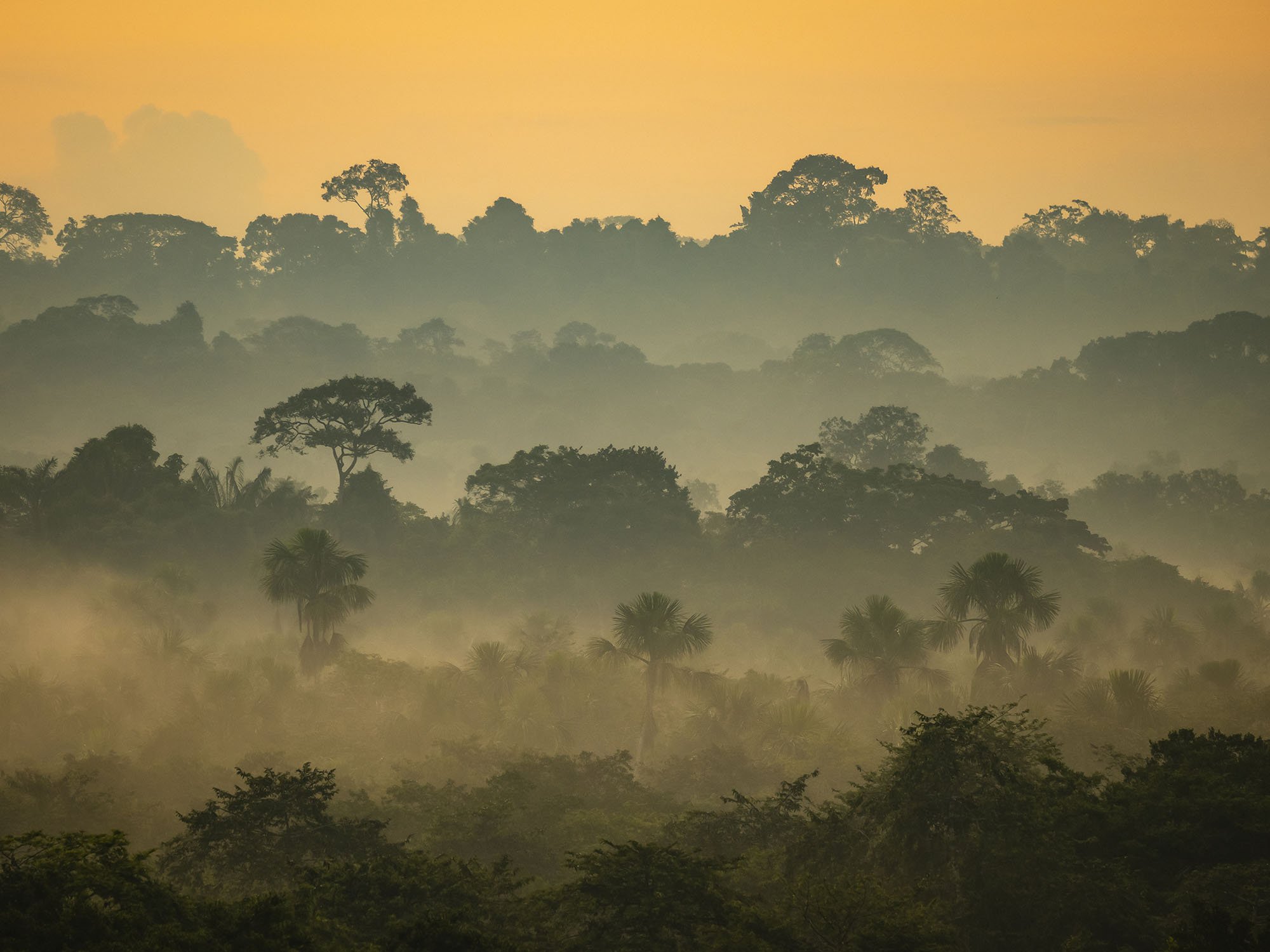 Ecuador’s Amazon: Yasuní Wildlife Photo Extension