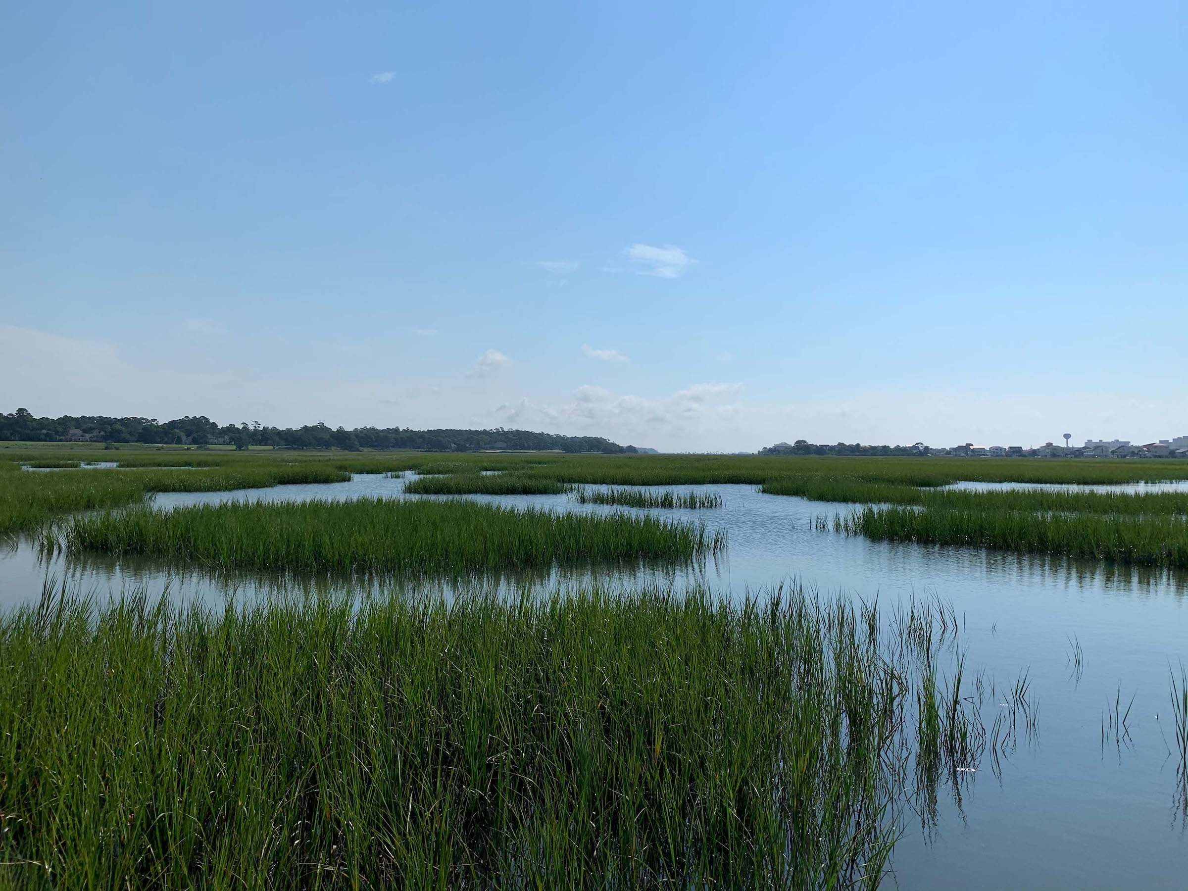 Secrets of South Carolina's Salt Marsh