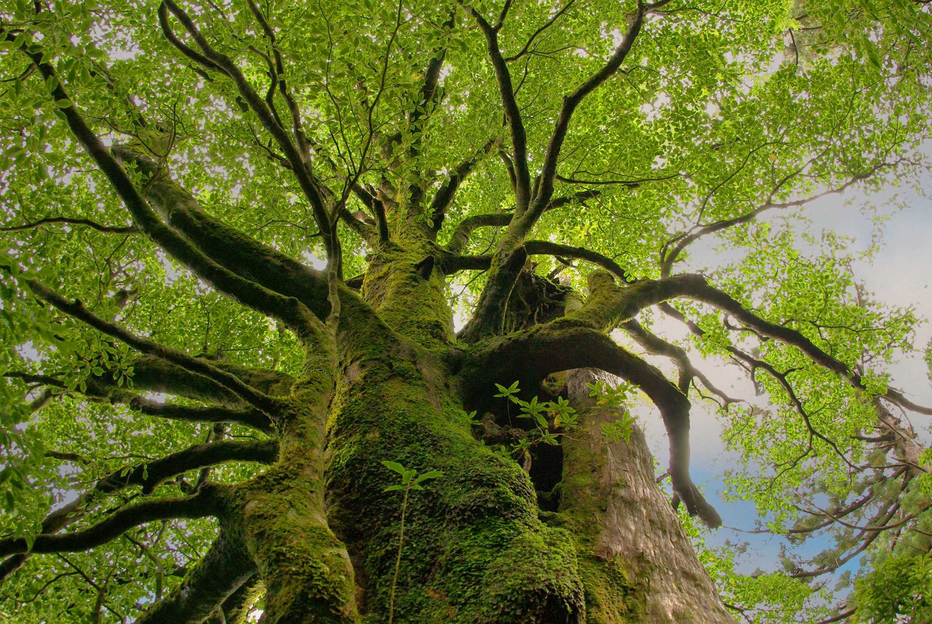 The Ancient Forest on Japan’s Yakushima Island